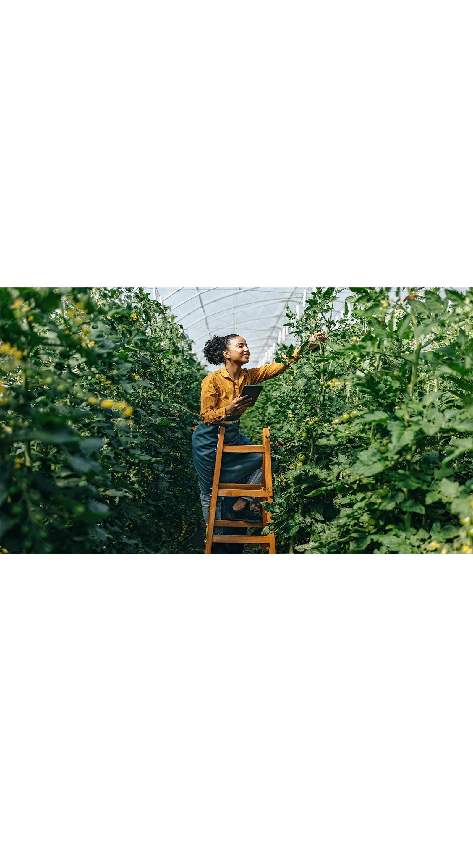 Charting a roadmap to more sustainable food | ICAEW